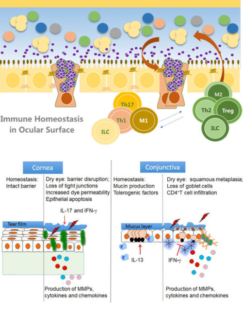 Seinda-Therapeutics – Seinda